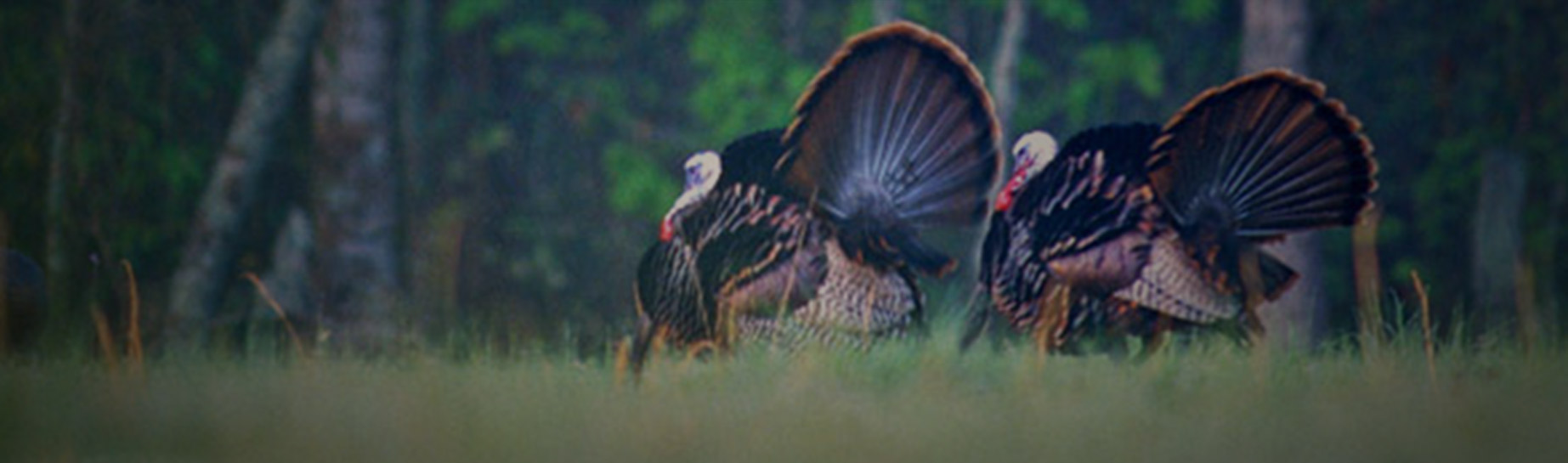 Hunting & Recreation - Resource Management Service